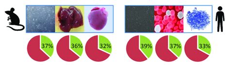 Sequence Coverage Of Lamin A Mouse Uniprotkb Accession Number P48678