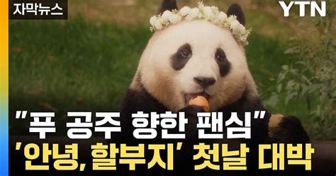 [자막뉴스] 푸바오 판다주연상 노리나 안녕 할부지 전체 박스오피스 1위