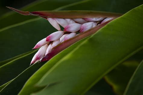 Imgrc Ru Budding Images Usseek Com Gallery3808 My Hotz Pic