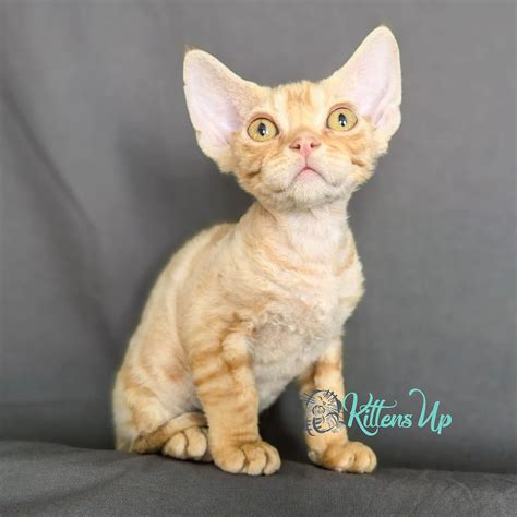 Devon Rex Kittens For Sale Available Devon Rex Cat