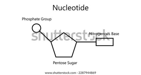 Chemical Structure Dna Nucleotide Three Parts Stock Vector Royalty