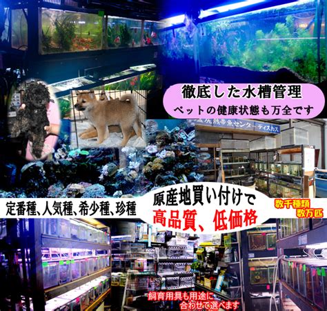 塩尻熱帯魚センターディスカス長野県塩尻市熱帯魚店：熱帯魚のtfishl