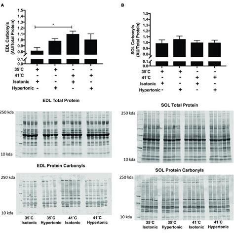 Composition Of The Modified Krebs Henseleit Kh Buffers Used In The Download Table