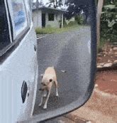 Dog Pissing S Tenor