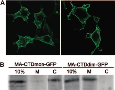Membrane Binding Of Monomeric And Dimeric Ma Proteins In Cells A