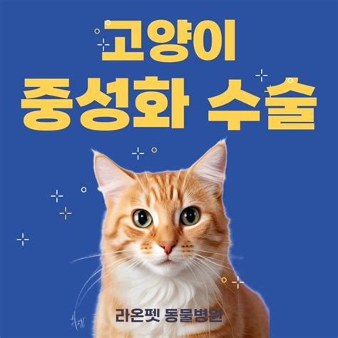 고양이 중성화 수술 시기 비용 준비물 마취 등 송파 동물병원 네이버 블로그