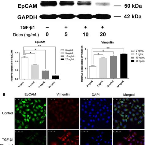 Three Epithelial‐mesenchymal Transition Subtypes Of Circulating Tumor Download Scientific