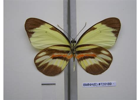Perrhybris Pamela Flava Type Specimens