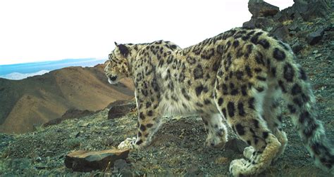A Day And Night In The Life Of A Snow Leopard Snow Leopard Trust