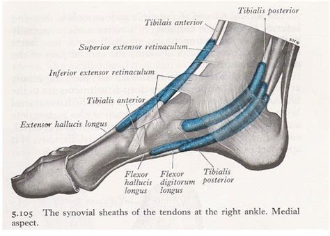 Medial Foot Tendons