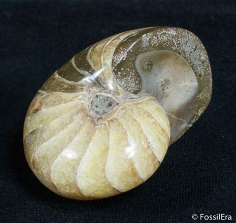 1 9 Inch Nautilus Fossil From Madagascar For Sale 2764