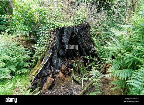 Tree Stump Burnt By Fire In Rural Surroundings Stock Photo Alamy