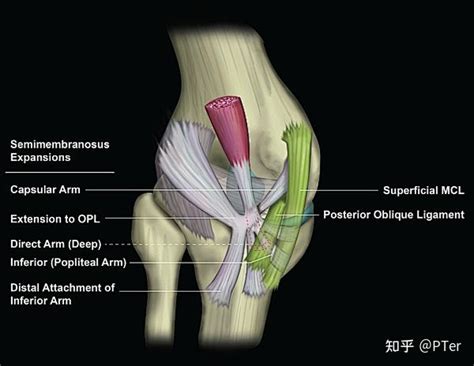 膝关节 内侧副韧带及后内侧结构的解剖结构和功能特点 知乎