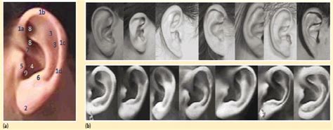 Figure 1 From Classification Of Human Ear Shape With Innovative Rf And