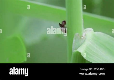 Very Small Ant Stock Videos And Footage Hd And 4k Video Clips Alamy