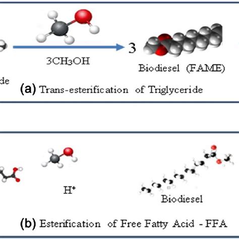Esterification Of A Triglycerides B Fatty Acid Download Scientific Diagram