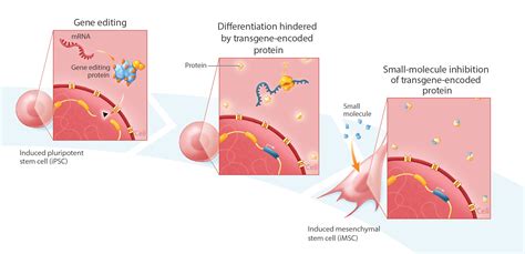 Directed Differentiation Of Gene Edited Pluripotent Stem Cells Factor Bioscience