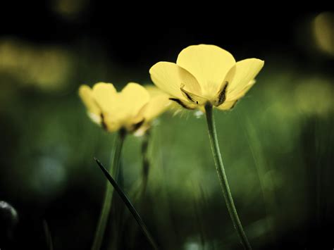 Fotografía De Enfoque Selectivo De Flores Amarillas · Foto De Stock