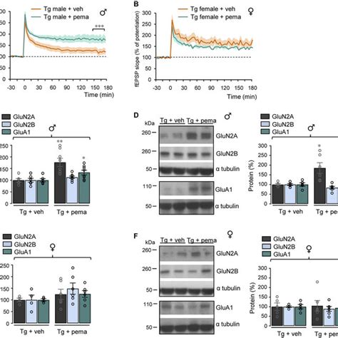 Sex And Pparα Specific Effects On Glua1 Expression And Synaptic