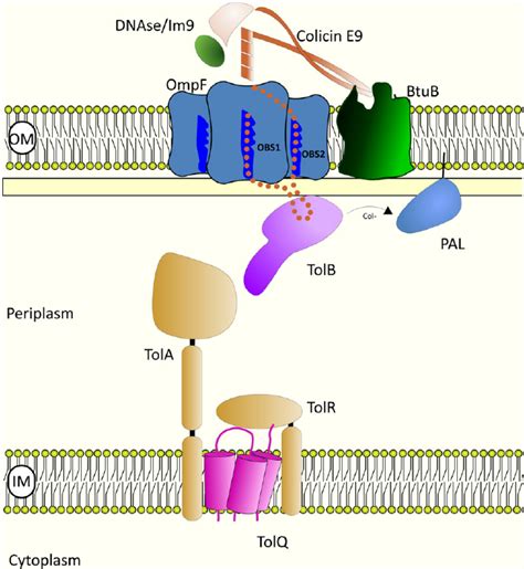 Model Of The Colicin Translocon Cole9 Im9 Complex Binds To Its High Af Download Scientific