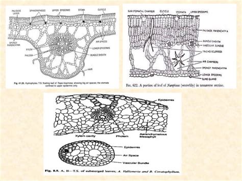 Hydrophytes Pdf