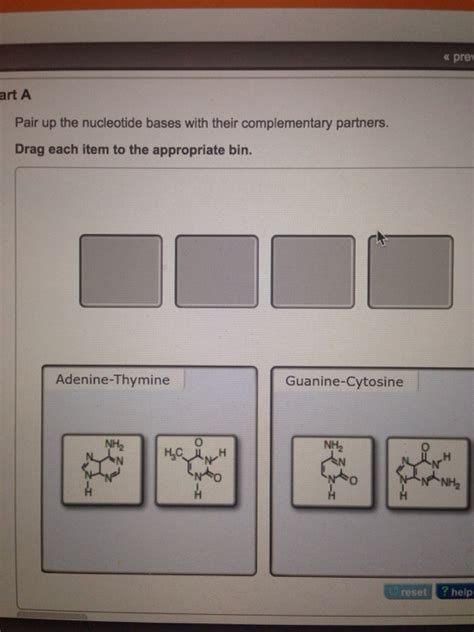 Pair Up The Nucleotide Bases With Their Complementary Partners