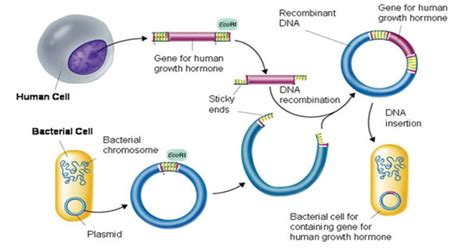 Recombinant Dna Technology Definition Steps Applications