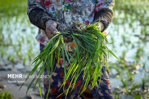 شعار سال ۱۴۰۴؛ بایدها و نبایدهای سرمایه‌گذاری در بخش کشاورزی خبرگزاری