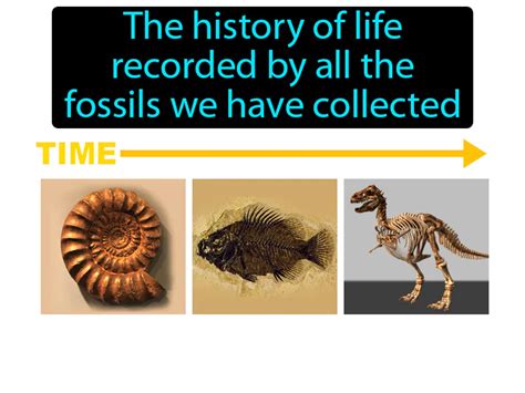Fossil Record Definition And Image Easy To Understand