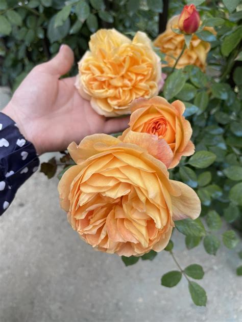 ჰ ჰოლანდიური ვარდები საბითუმოდ და საცალოდ 514000294 ნათია