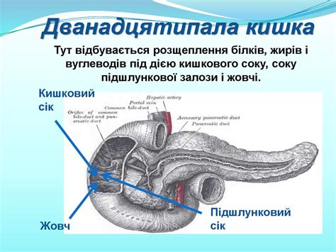 Будова шлунку Online Presentation
