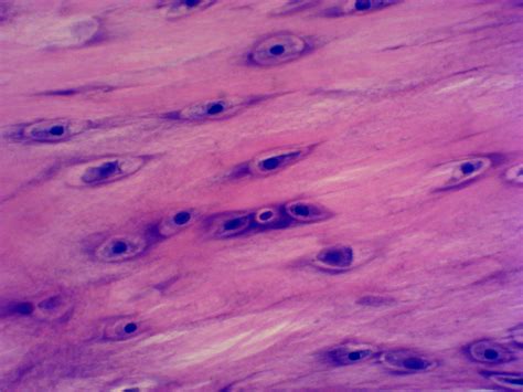 Microslides Medical Science 30 Pieces Set Human Tissue Anatomical