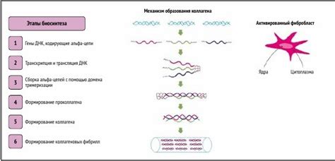 Коллагенотерапия при дисплазии соединительной ткани - в Москве