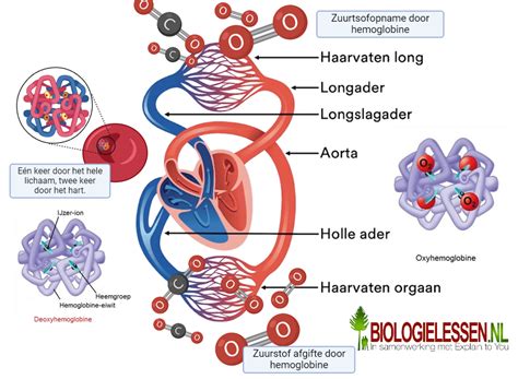Diagram Van Het Menselijk Bloedsomloopstelsel Menselijke Bloedsomloop
