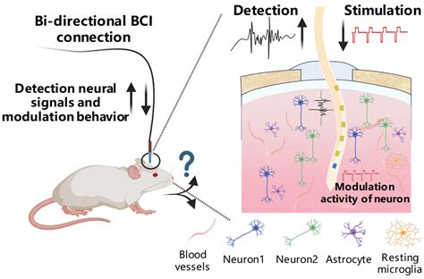 Ultraflexible Pedotpssirox Modified Electrodes Applications In Behavioral Modulation And