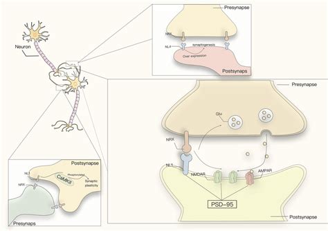 Nls In Excitatory Synapse Neuroligin Neurexin Interactions Can Affect Download Scientific