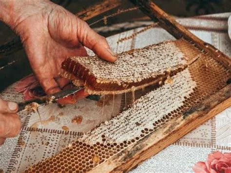 Assembly Language Guide Syntax Labels Directives And Comments Explained