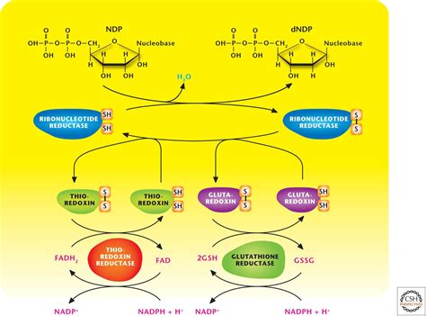 Nucleotide Metabolism