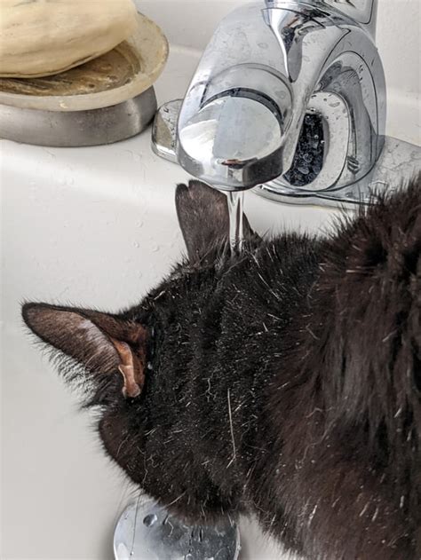 Missing The Core Concept Rwhatswrongwithyourcat