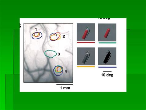 object recognition in the inferior temporal cortex ppt download