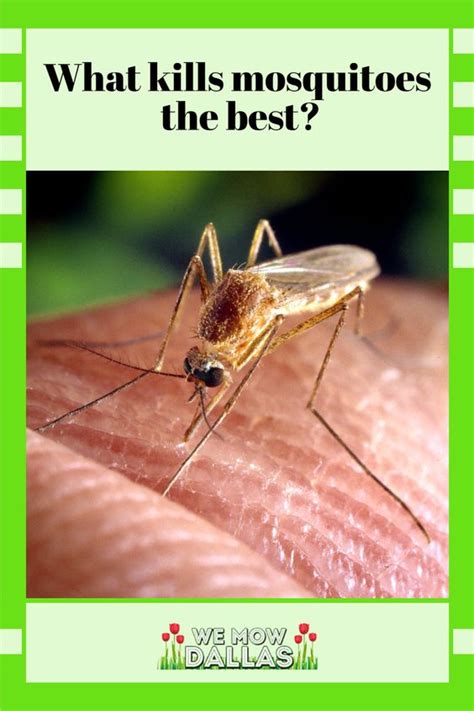 Mosquito Object Detection Dataset By Mosquito