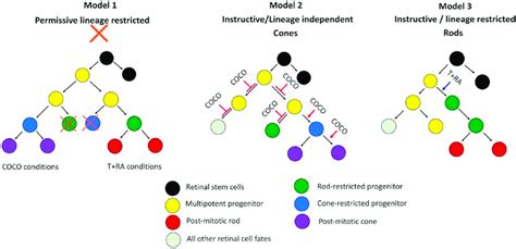 Alternative Models Of Directed Photoreceptor Differentiation From Rsc