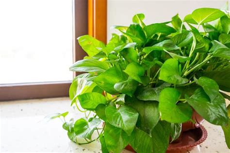 绿萝养殖方法和注意事项 —【发财农业网】