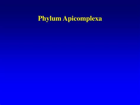 Ppt Phylum Apicomplexa Powerpoint Presentation Free Download Id 1193653