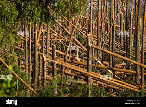 Fallen Trees In Forest Caused By Extremely High Wind Speed During The Storm A Few Days Ago In