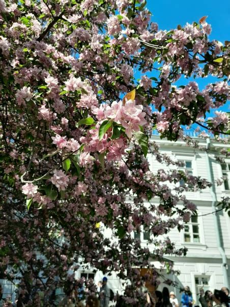 Привет Заметили ли Вы как преобразилась природа Все расцветает и благоухает