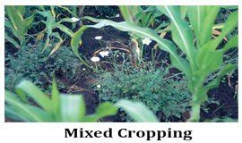 Difference Between Mixed Cropping And Intercropping EasyBiologyClass