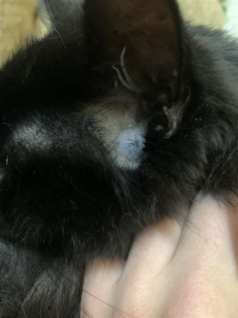 Cat Has Lump In Ear Should I Be Worried About This Rcathelp