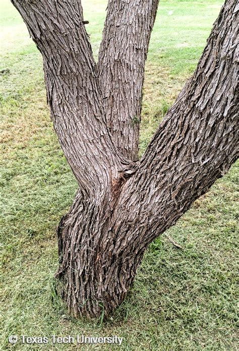 Honey Mesquite Woody Plant Finder Comprehensive Landscape Plant