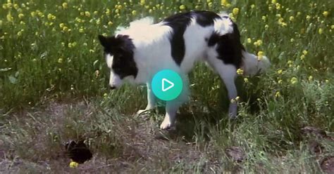 I Need Gopher Chucks Album On Imgur